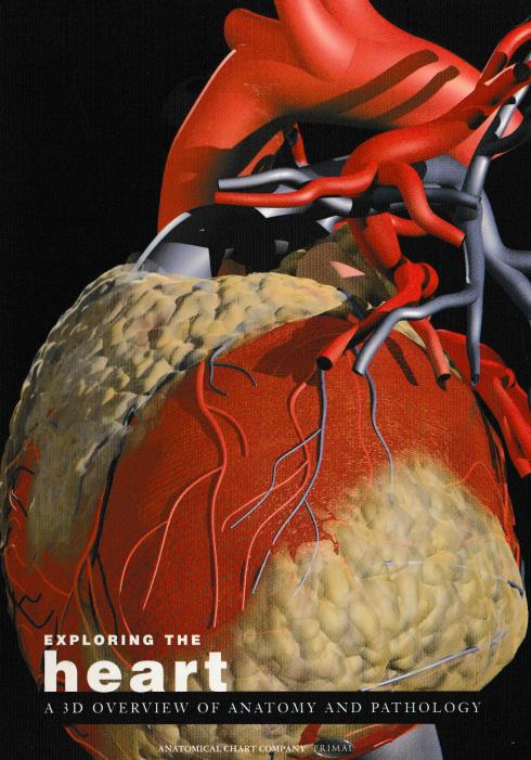 Exploring The Heart: A 3D Overview Of Anatomy & Pathology – NeverDieMedia